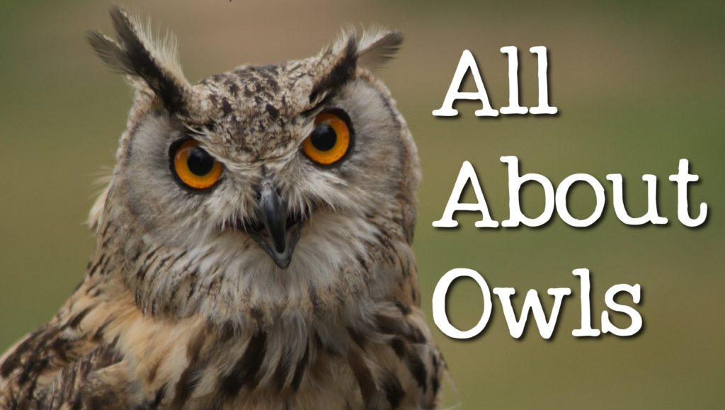 All About Owls – FreeSchool Publishing