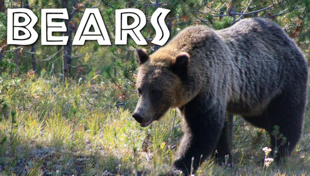 All About Bears – FreeSchool Publishing