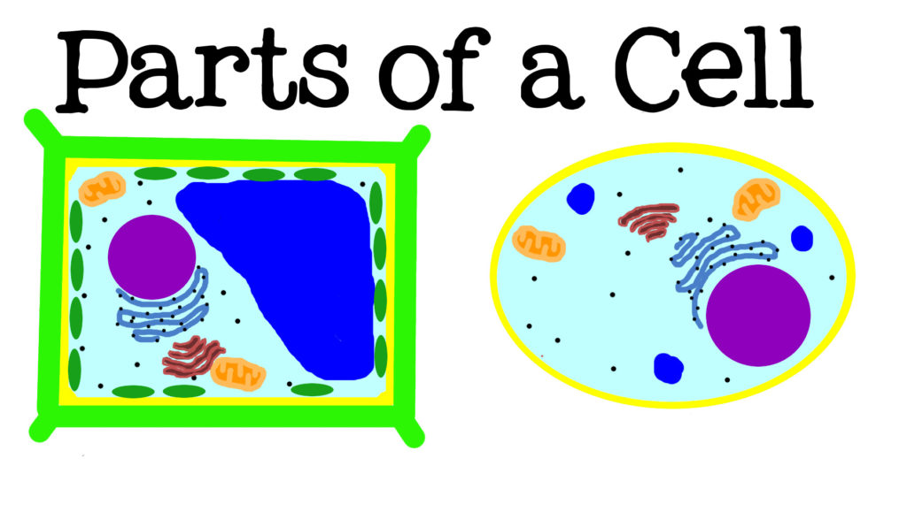 Parts of a Cell – FreeSchool Publishing