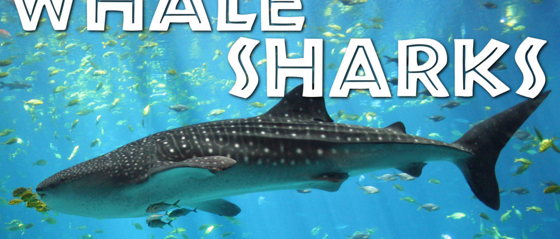 All About Whale Sharks – FreeSchool Publishing